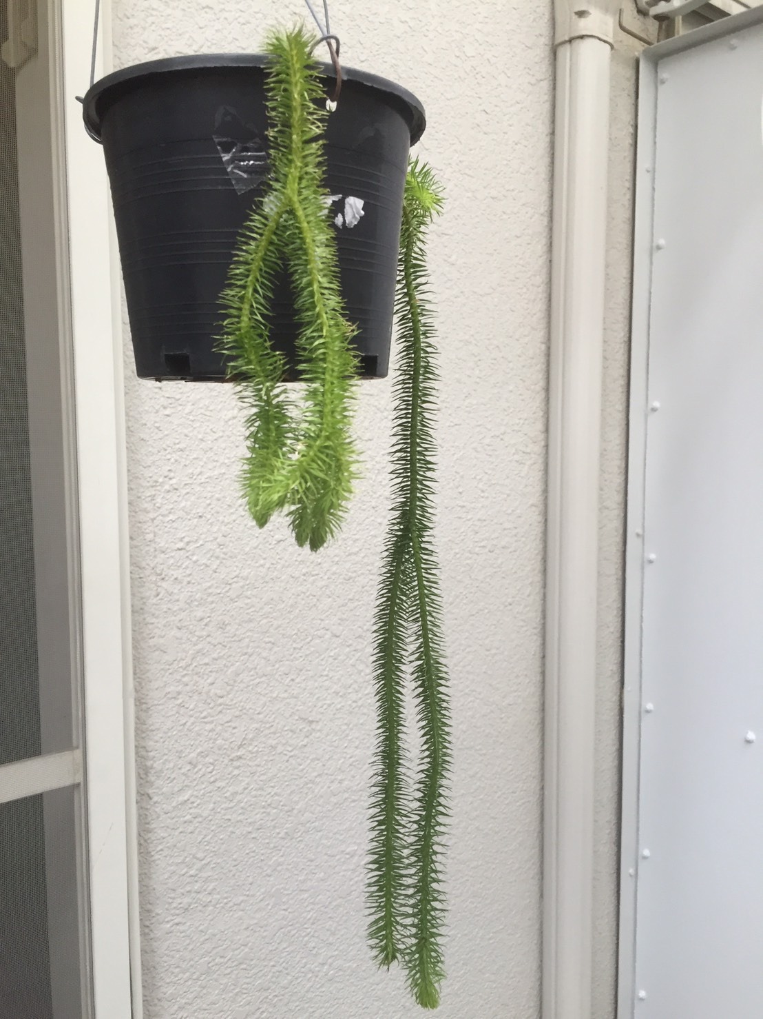 季節の話題（^^）: リボーンの外壁塗装・リフォーム事業部 オフィシャル ブログ